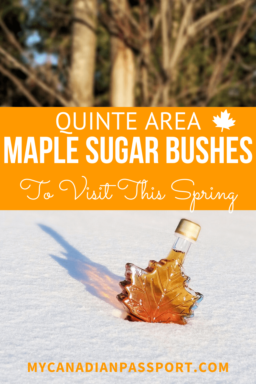 Quinte Area Maple Sugar Bushes to Visit this Spring